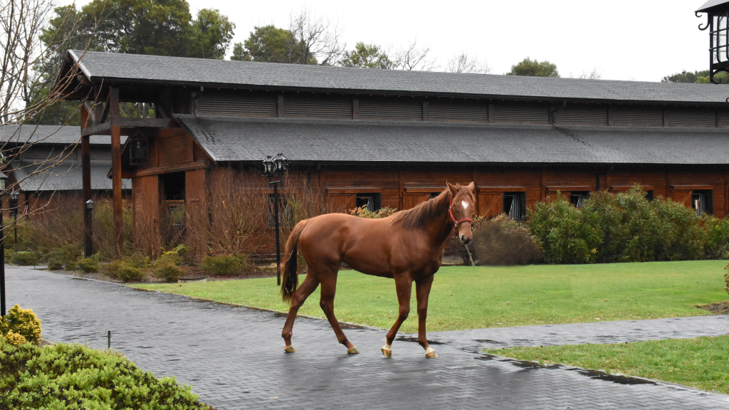 Haras Don Alberto: Uno de los centros de crianza equina más grande de ...