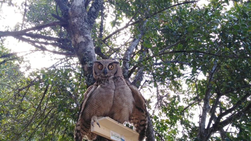 Tucúquere, el búho más grande de Chile es devuelto a su hábitat | La ...