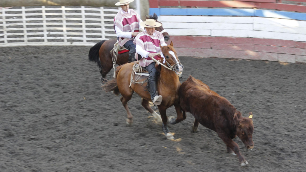 El camino que llevó al rodeo chileno de ser una práctica productiva a ...