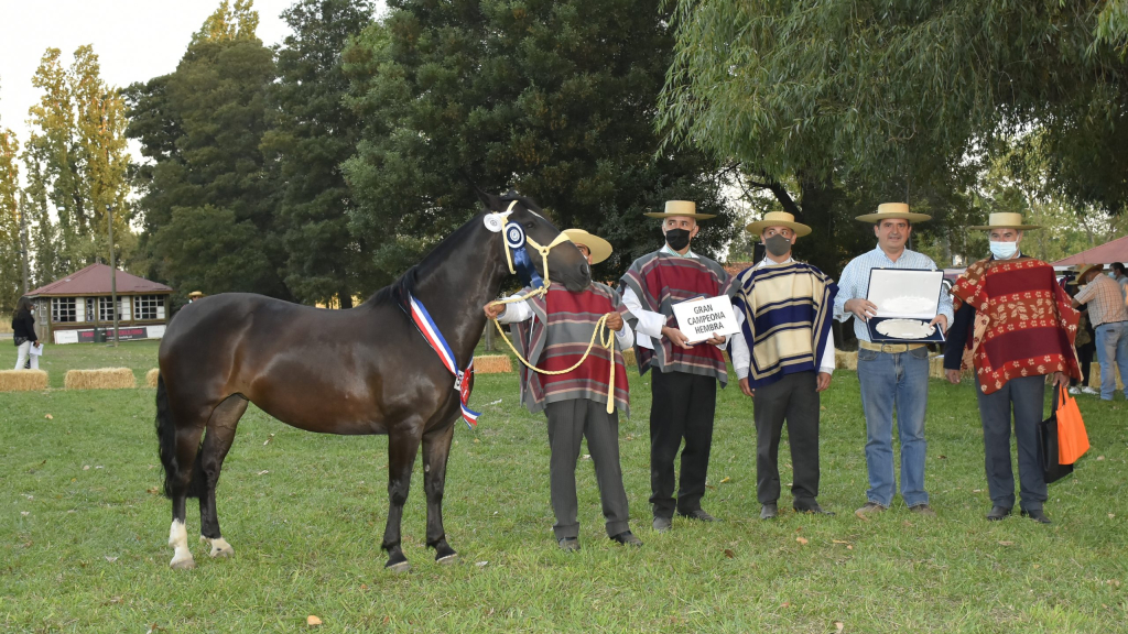 Gran exposición de caballos chilenos y rodeo de criadores se tomó la ...