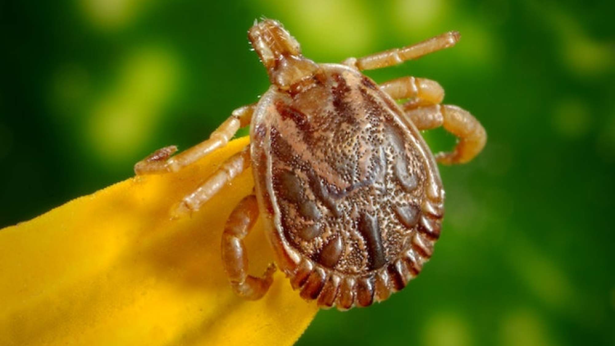 Cómo actuar ante la presencia de insectos y arácnidos en el hogar | La ...
