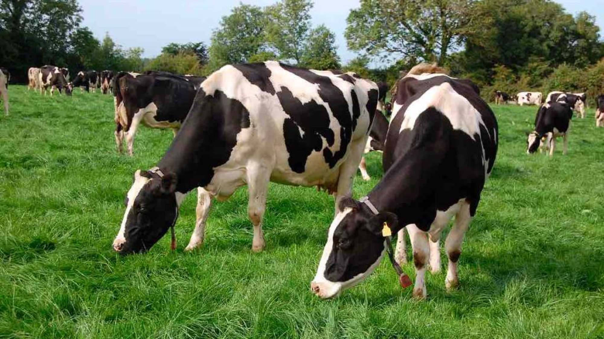 Presentaron nueva Guía de Campo sobre manejo de pastoreo | La Tribuna