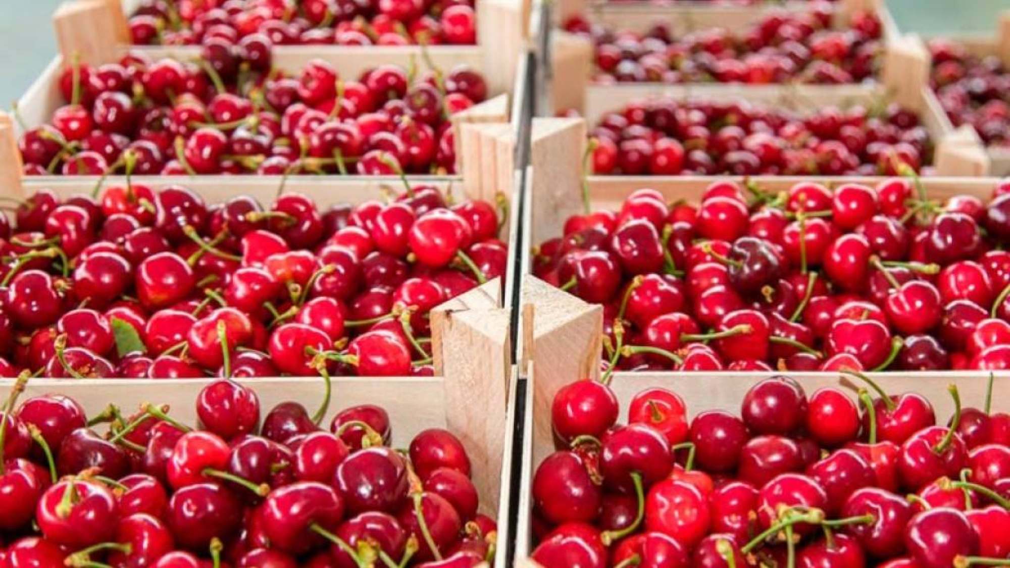 Chile lidera exportación de cerezas desde el hemisferio sur | La Tribuna