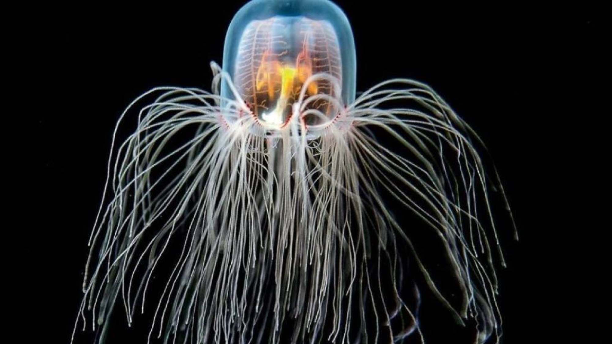 Hong Kong: Descubren nueva especie de medusa con 24 ojos | La Tribuna
