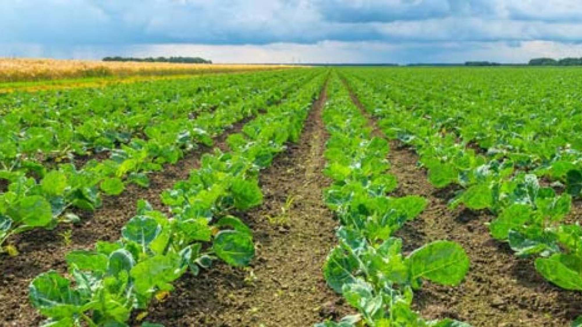 Nuevo presidente de la Sociedad Nacional de Agricultura plantea ...