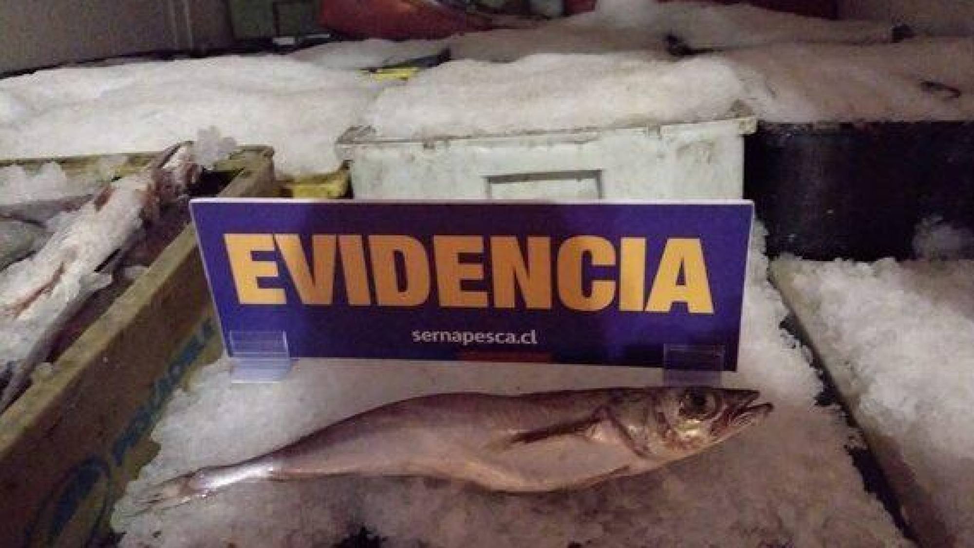 Sernapesca controló más de 76 toneladas de recursos pesqueros a nivel ...