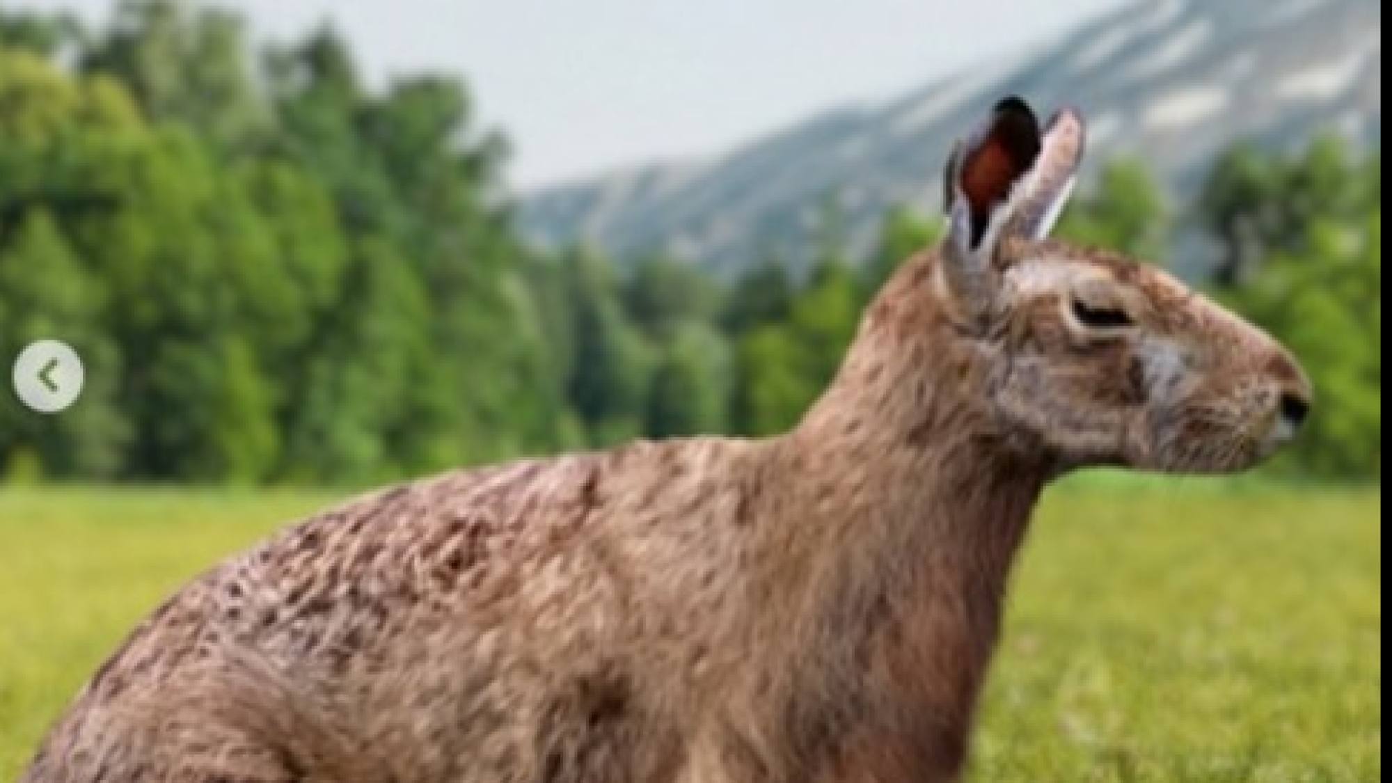 Encuentran fósil de mamífero extinto hace 9 millones de años en área ...