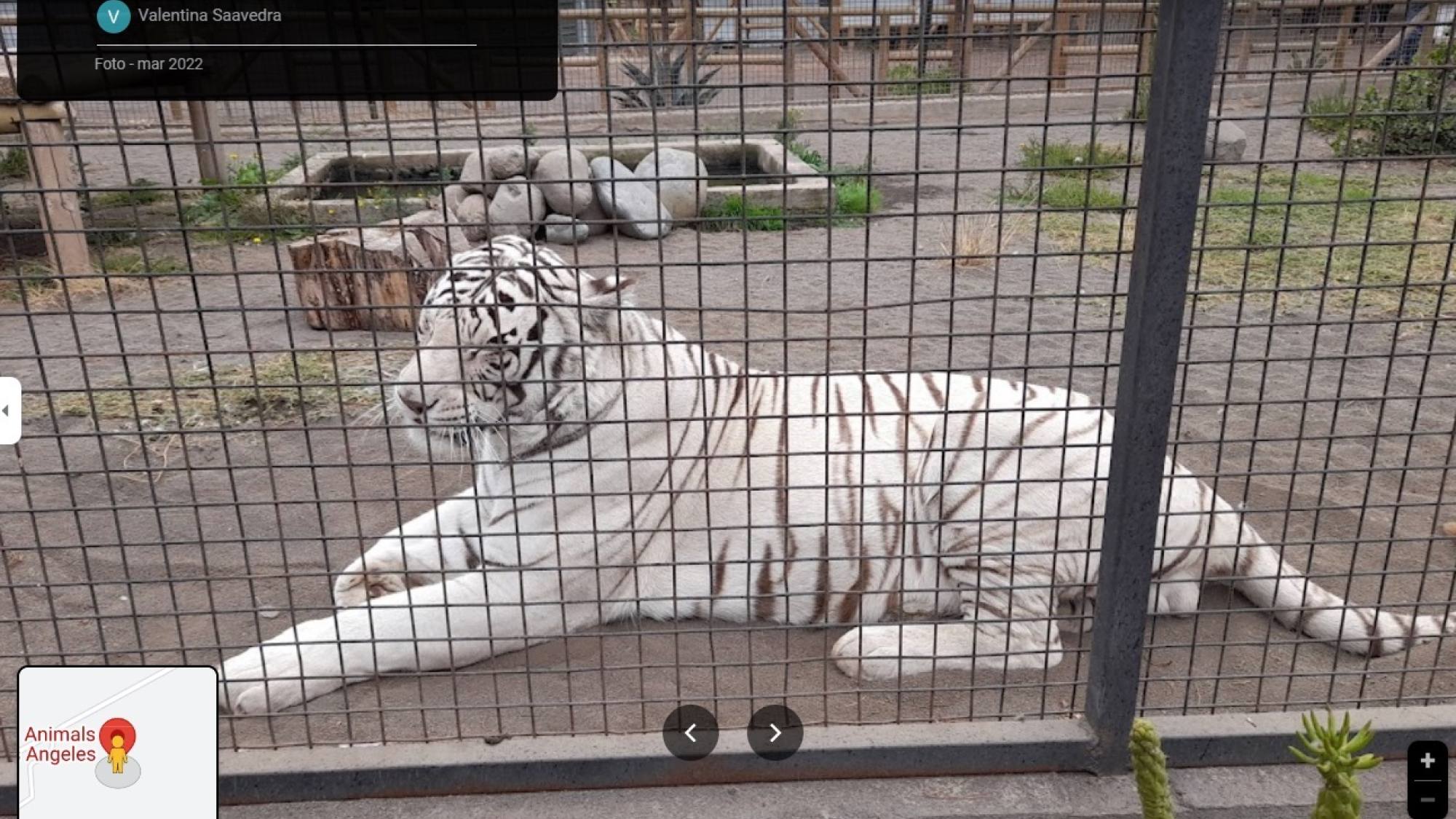 Fiscalía y SAG indagan ataque de tigre a dueño de zoológico | La Tribuna