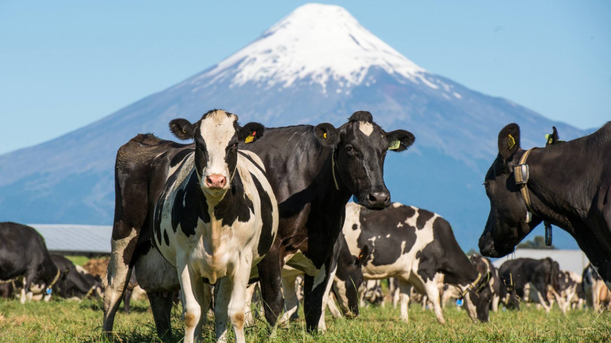 La lechería circular y la reconquista del consumidor | La Tribuna