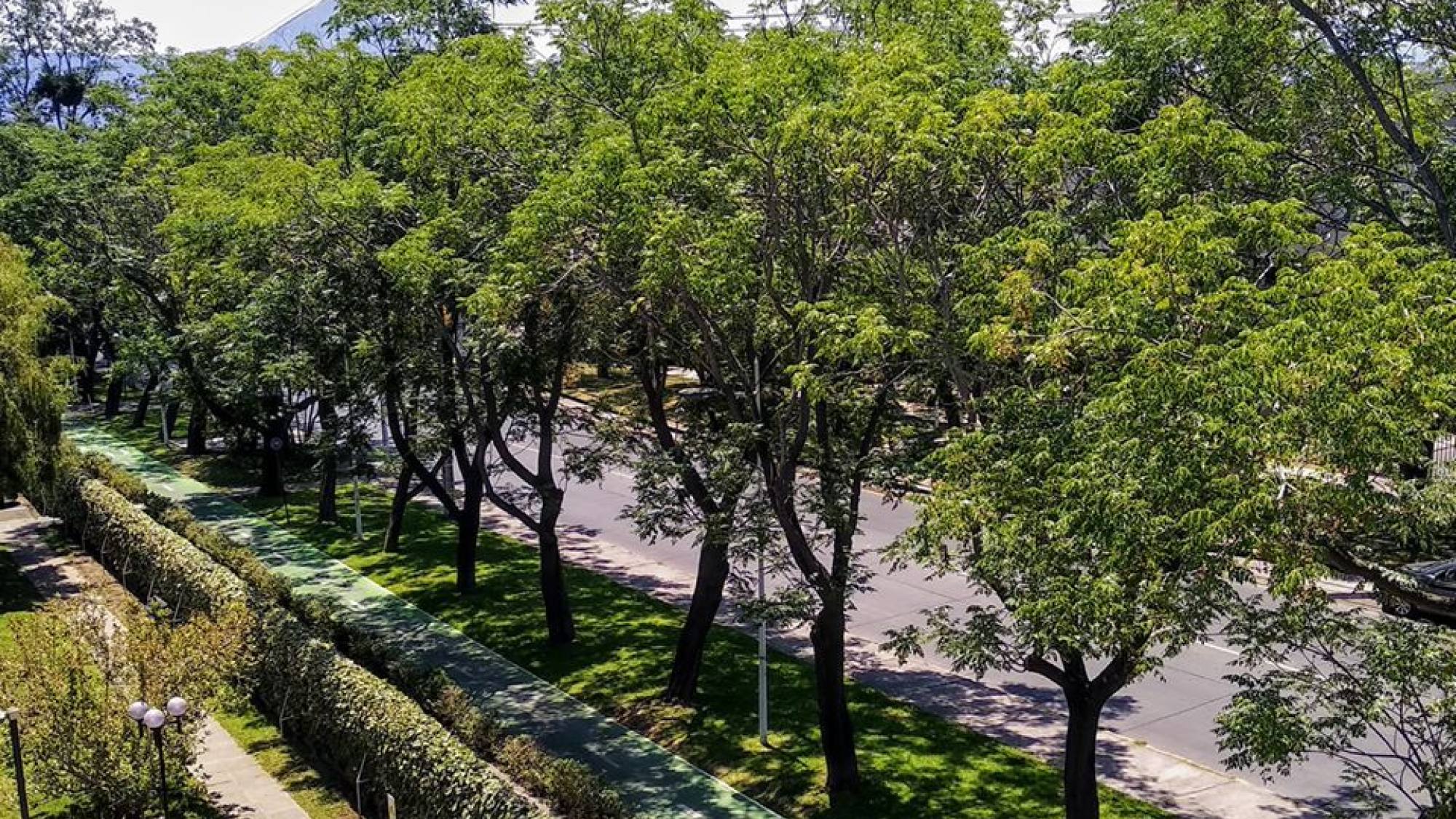 Buscan fomentar la arborización urbana para mitigar efectos del cambio ...
