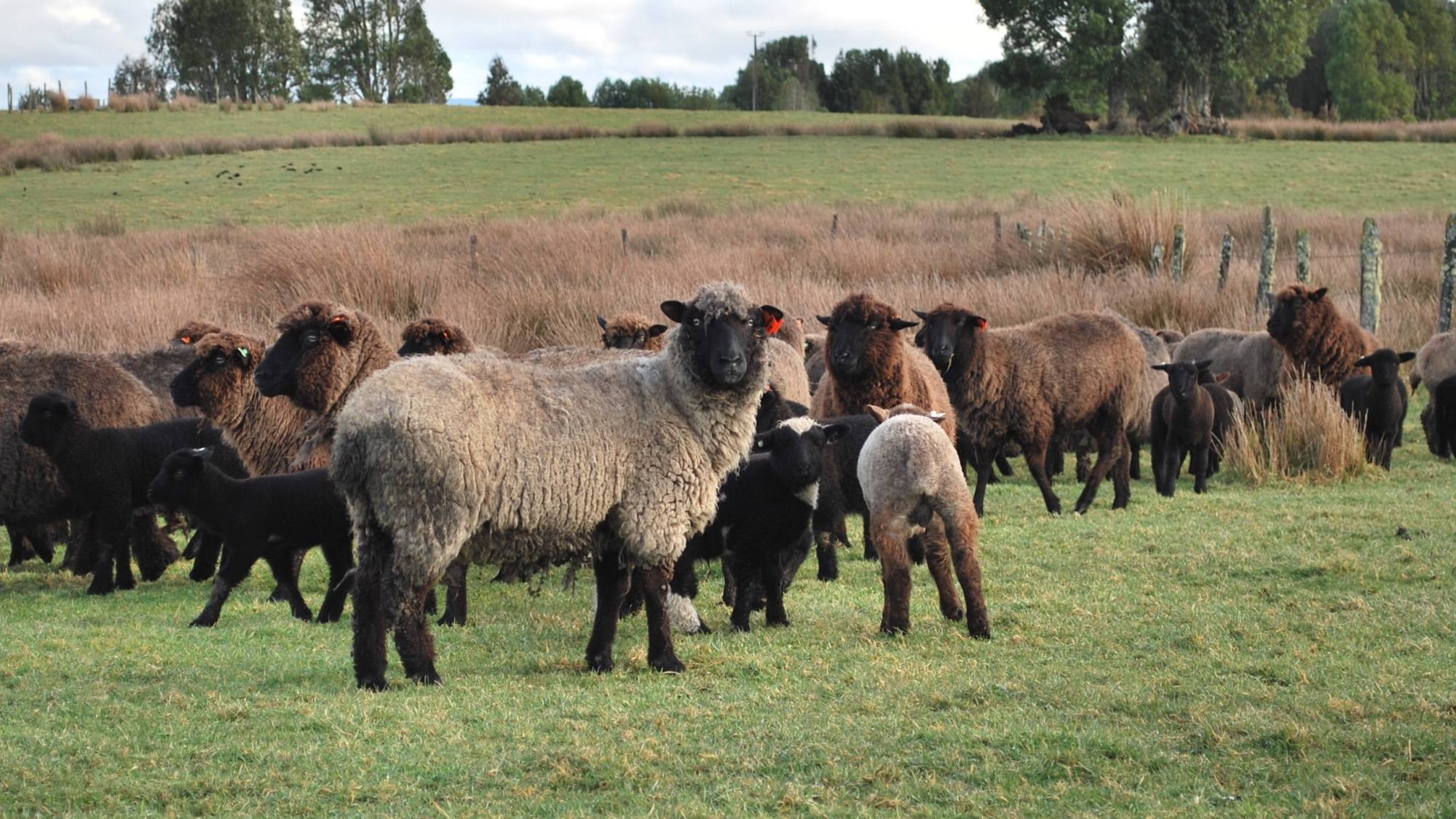 Cambio en modelo de producción ovina permite faenar a menor edad y con ...