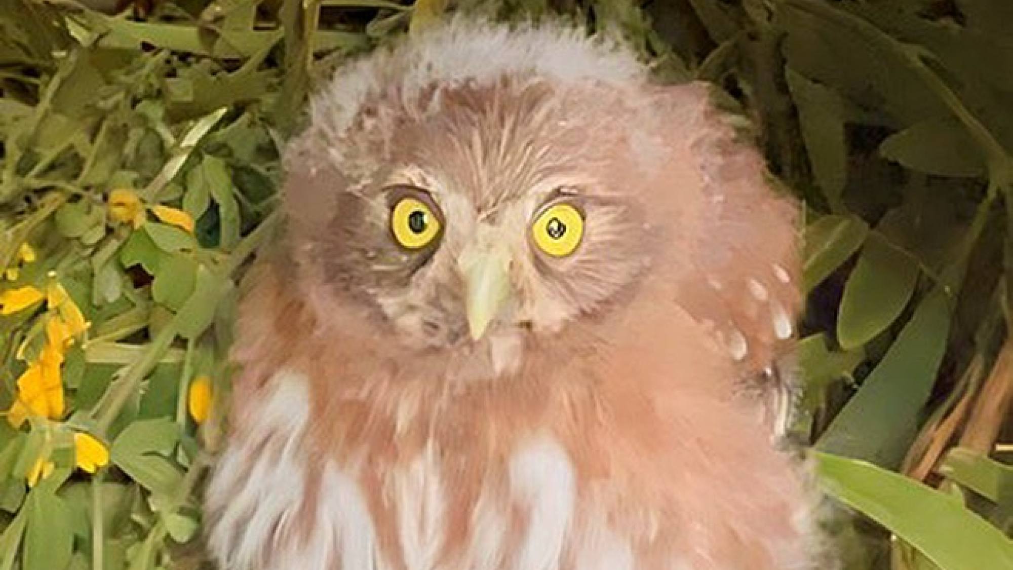 Dos ejemplares de Chuncho fueron devueltos a su hábitat en Coronel | La ...