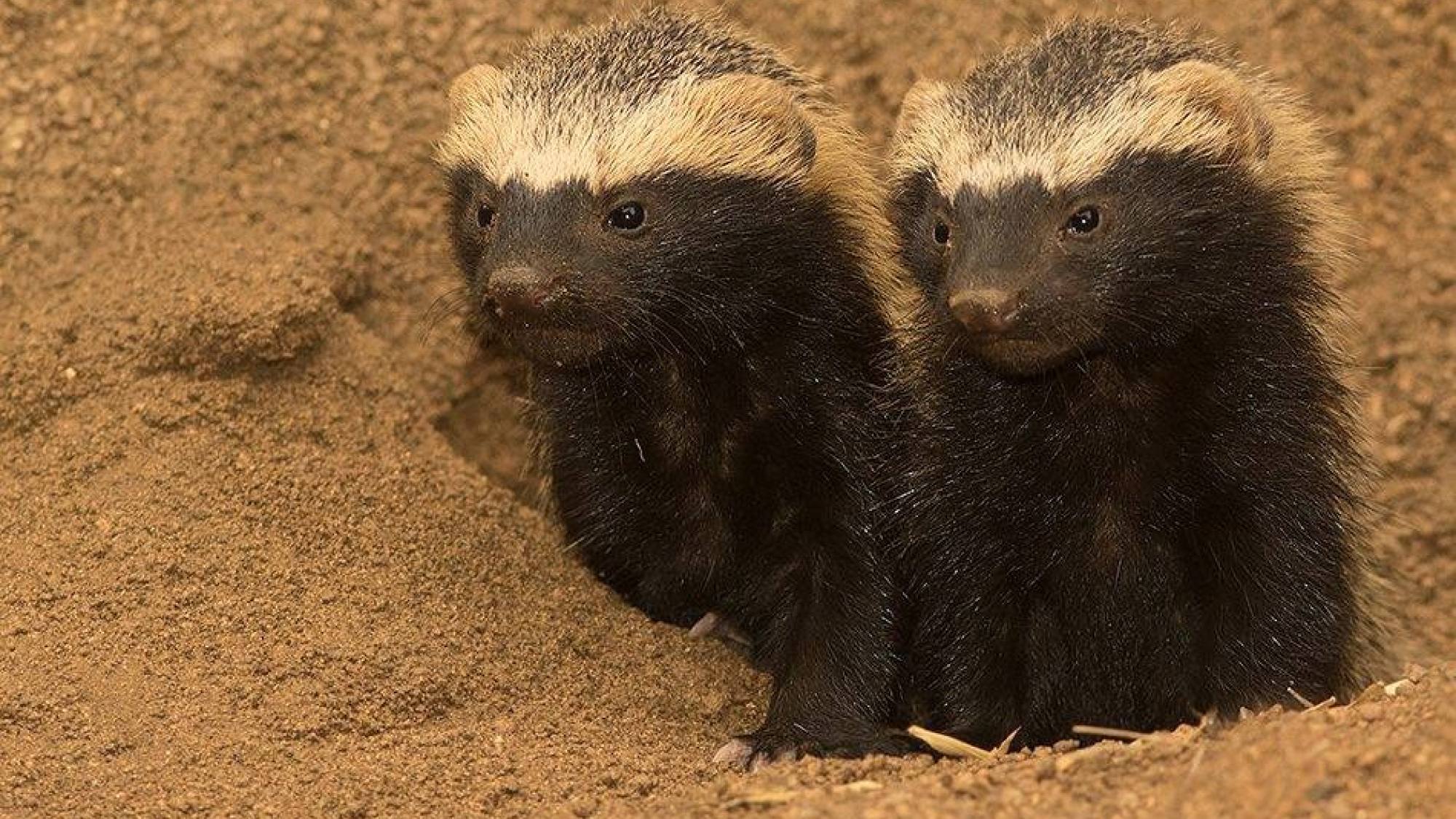 Explican que quique rescatado en Laja es una especie típica de la zona ...