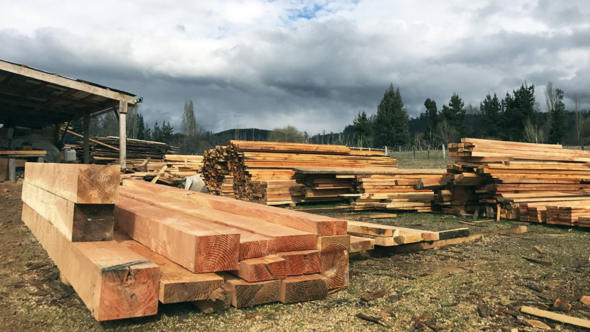 Calidad de la madera para la construcción: cambios en la normativa ...