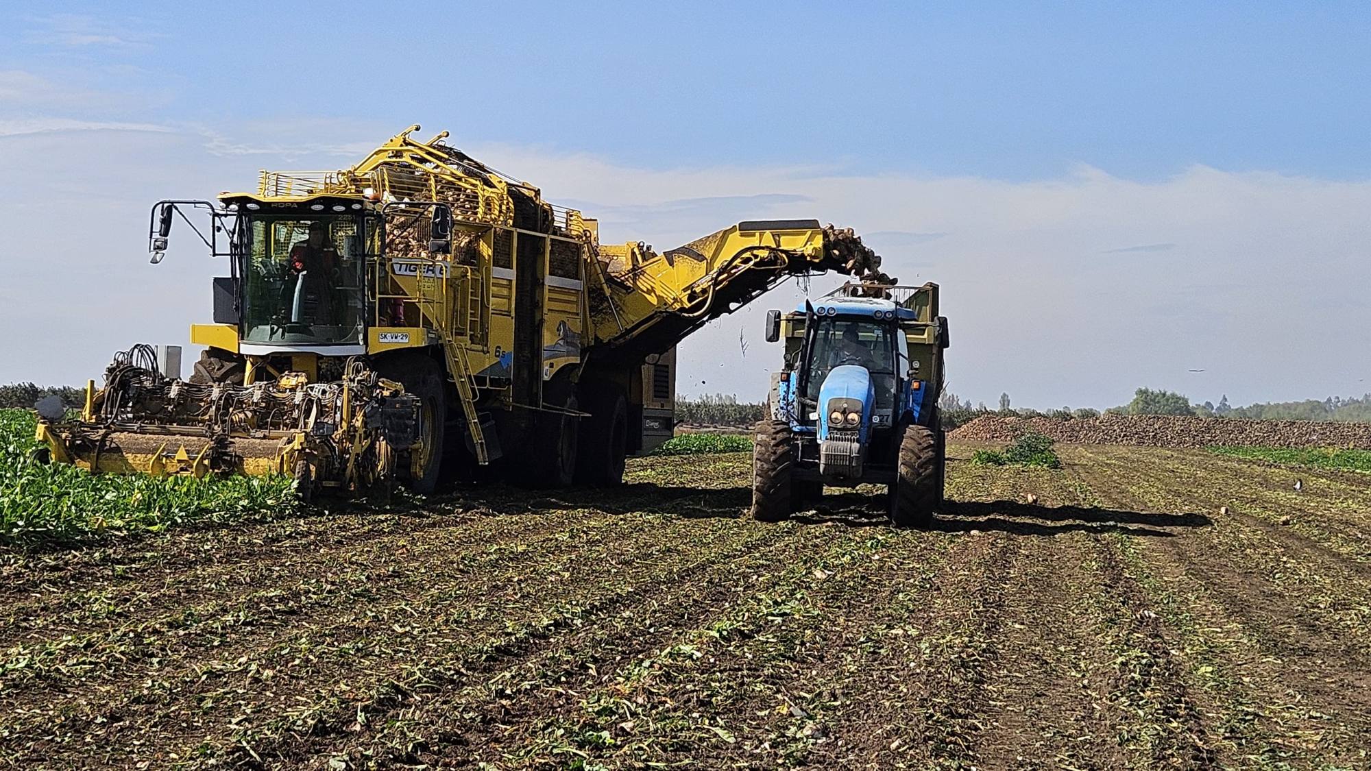 La Remolacha: Un cultivo rentable y seguro para los agricultores del ...