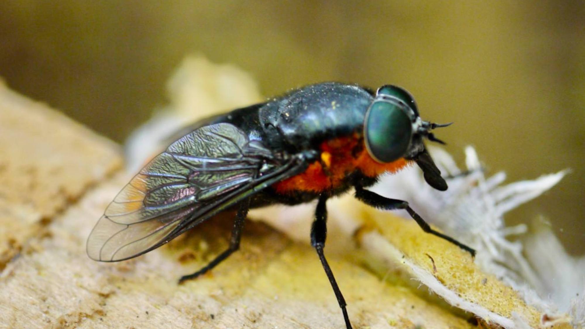¡Zumbidos de verano! El curioso mundo de los molestos coliguachos | La ...
