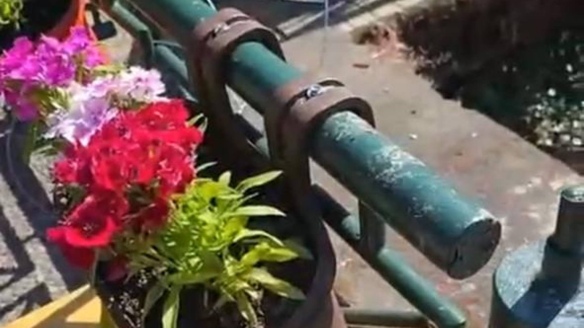 Vándalos destruyen jardineras en paseo peatonal Ronald Ramm | La Tribuna